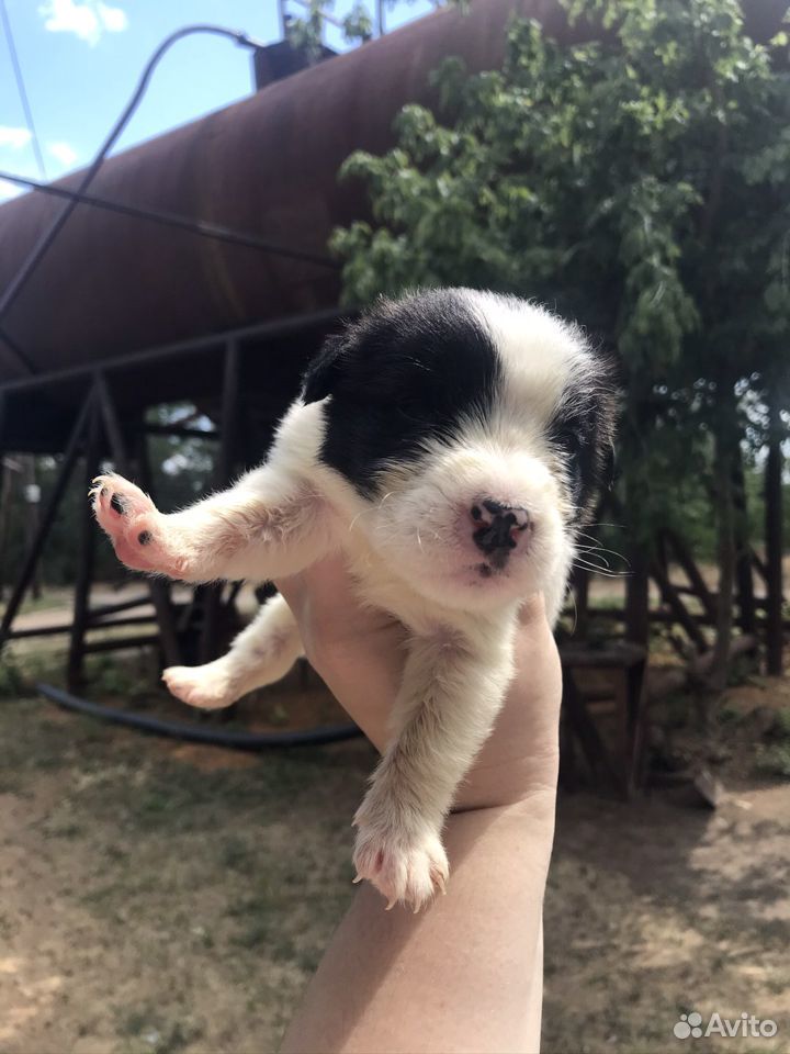 Щенок в добрые руки