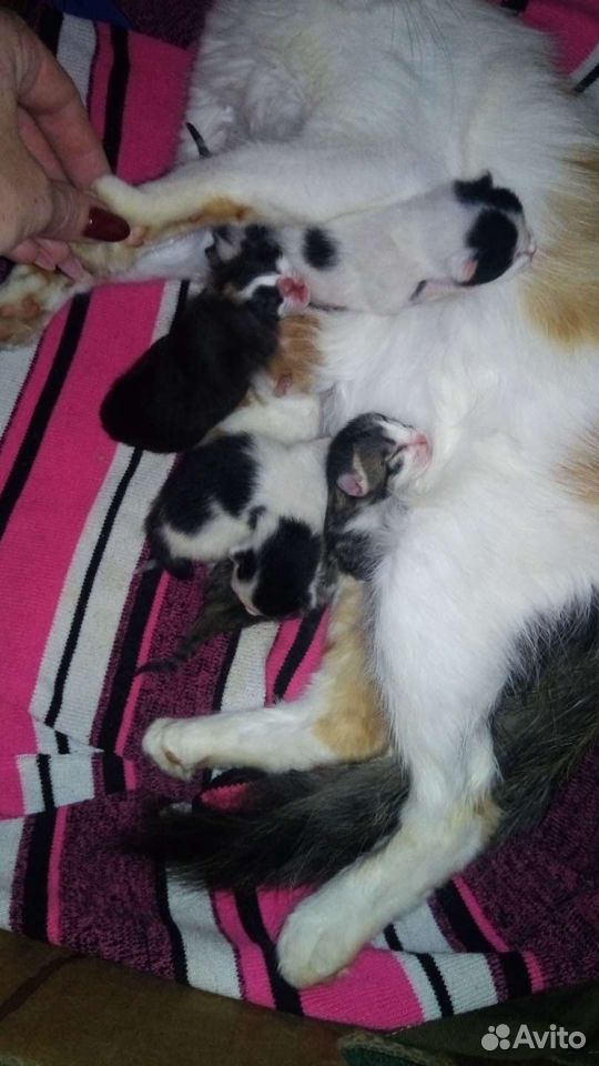 Персидская порода кошка