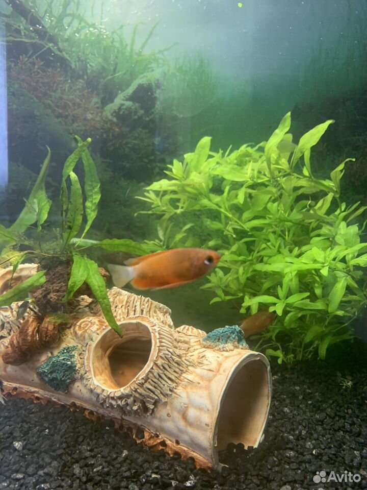 Гурами огненный