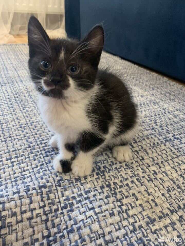 Котёнок
