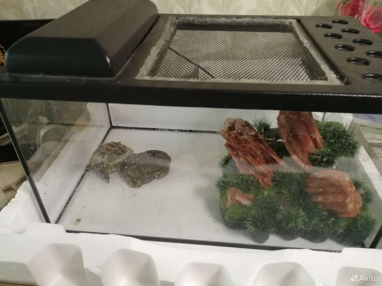 Черепаха со всем необходимым