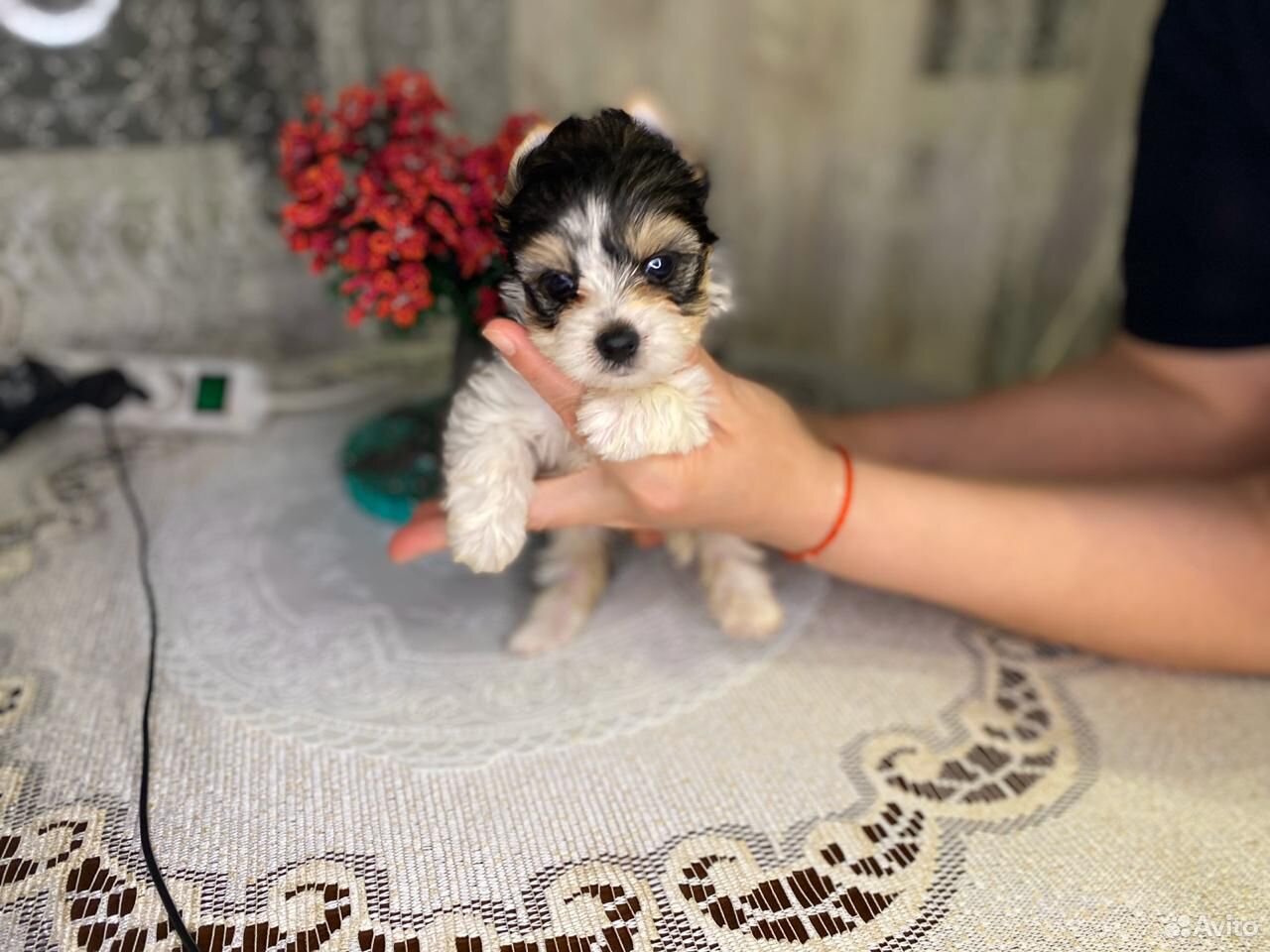 Бивер мальчик