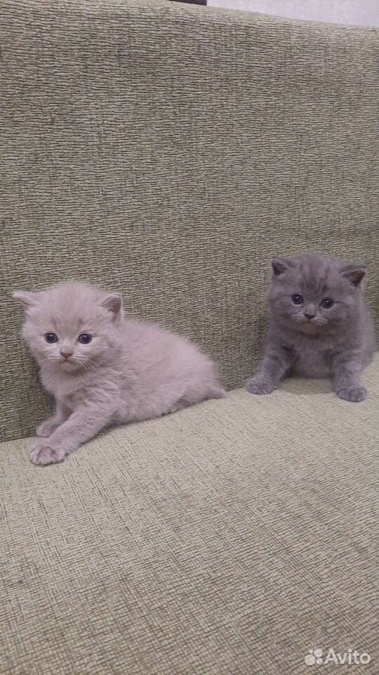 Британская