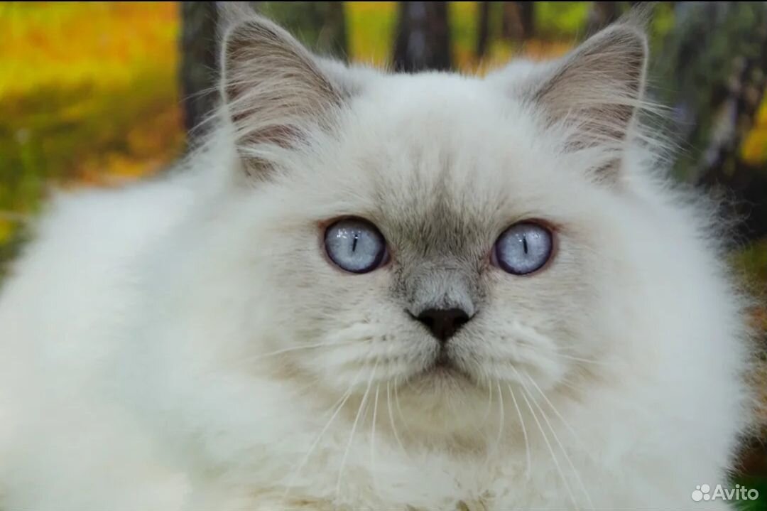 Кот британец с длинной шерстью