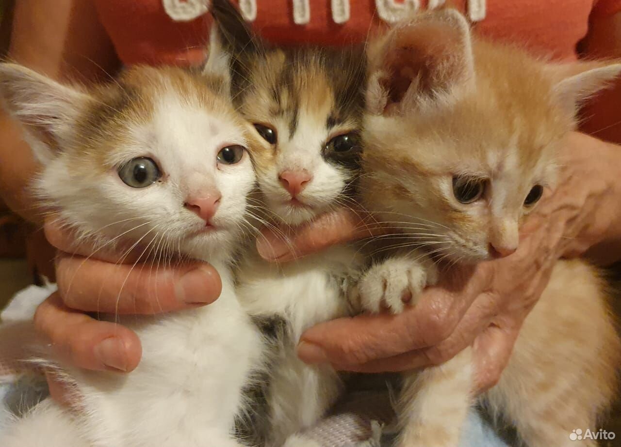 Котята ищут дом