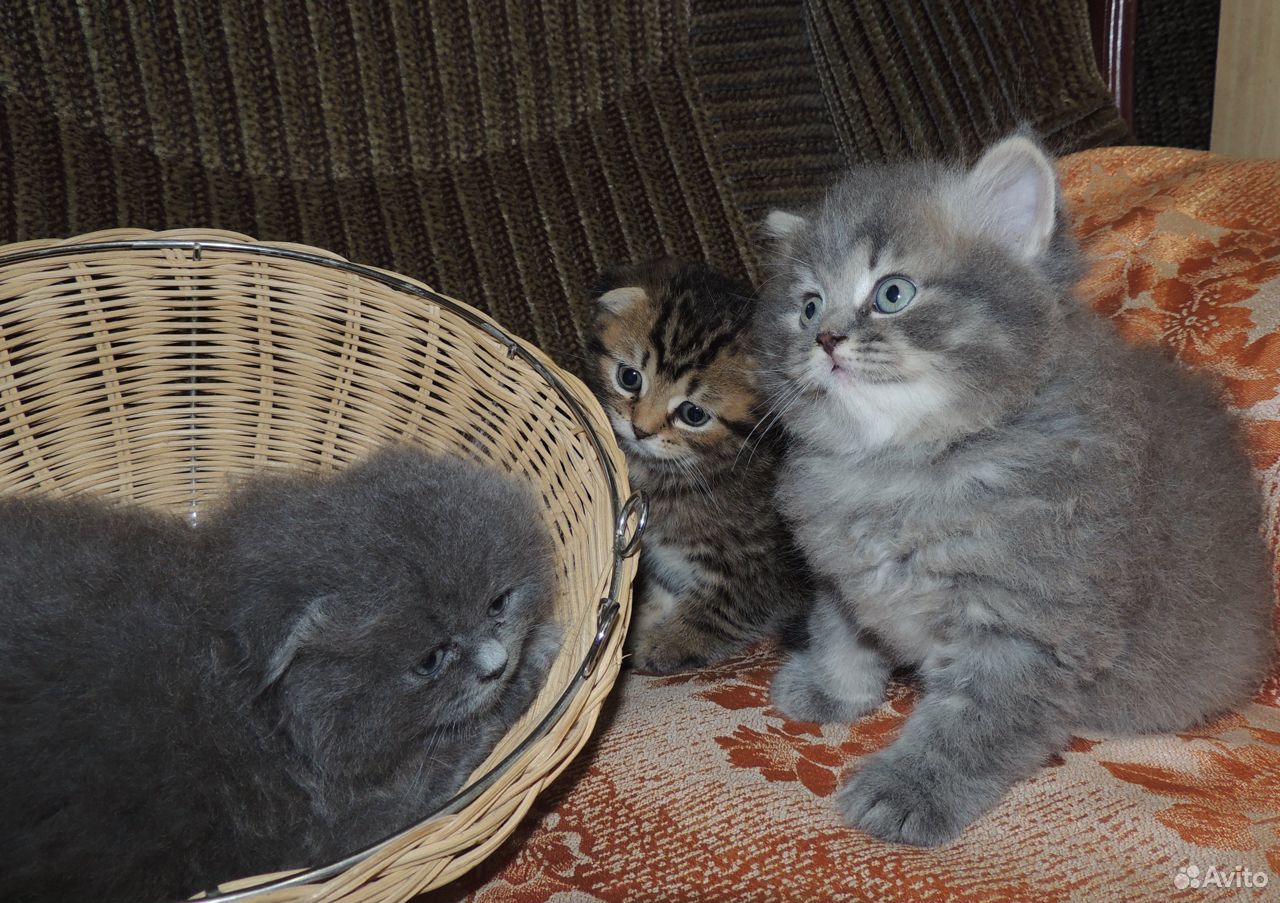 Шотландские котята фолд и страйт