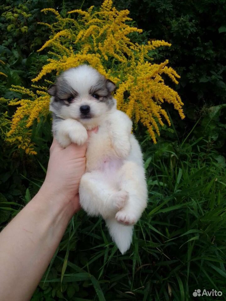 Шпиц мальчик бело-рыжий