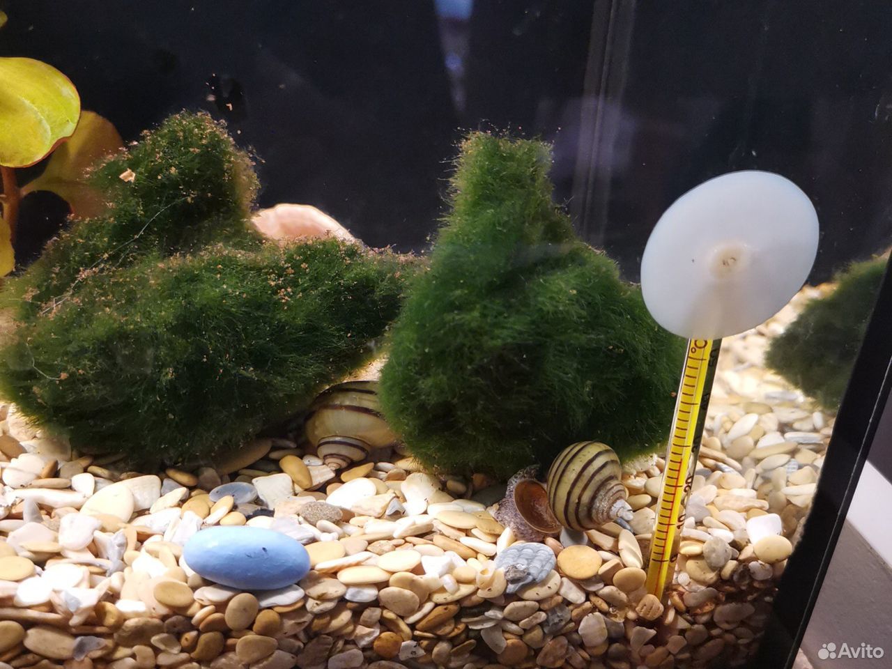 Улитки ампулярии