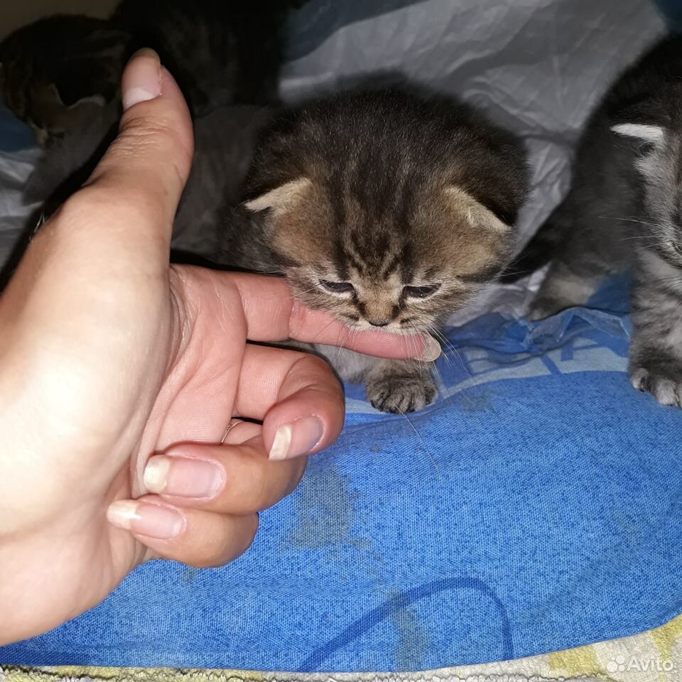 Котята