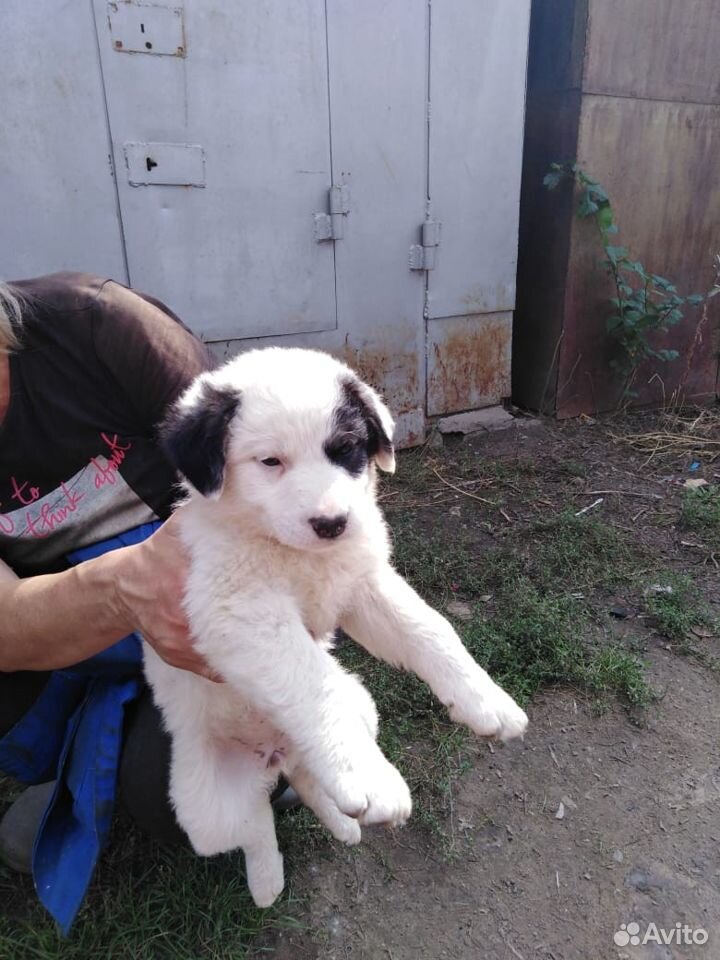 Девочки "пандочки" 2 месяца с доставкой