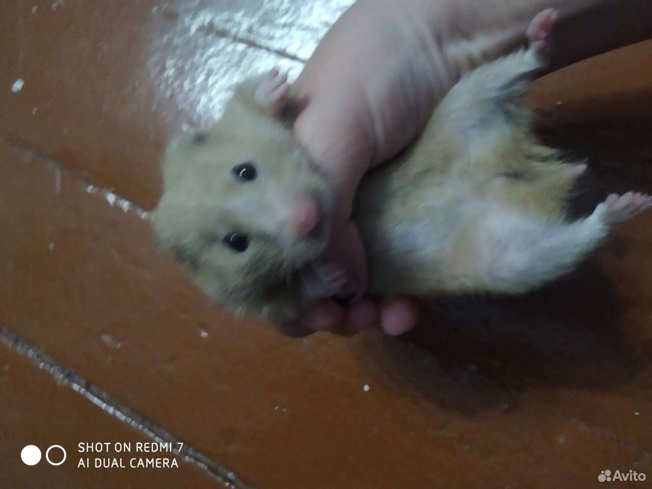 Сирийский хомяк