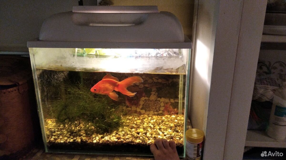 Аквариум с рыбками