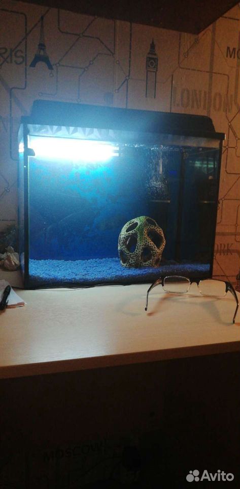 Аквариум и Сом