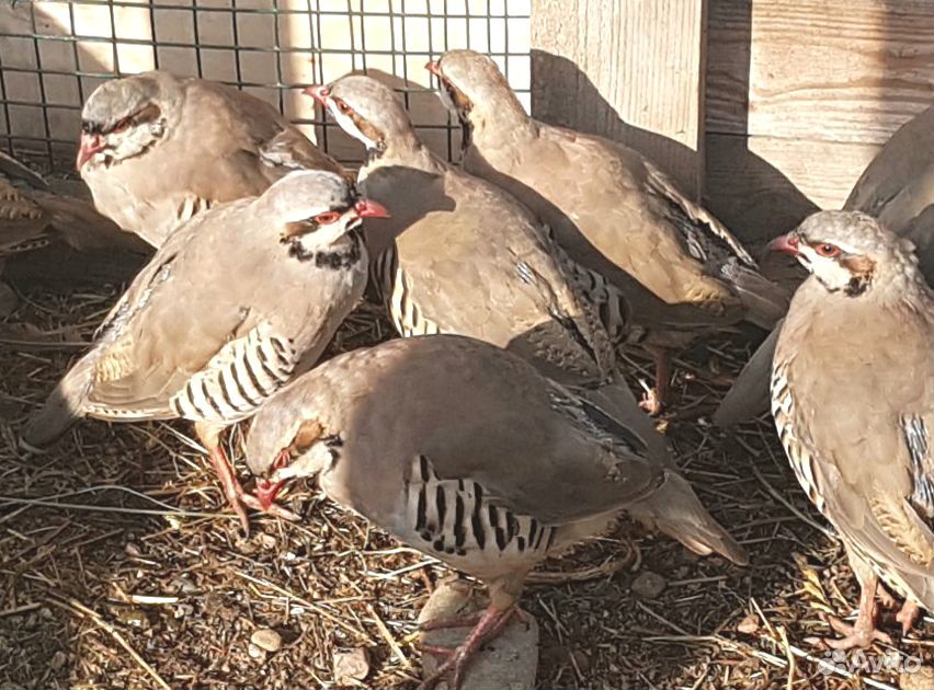 Горные куропатки (кеклики)