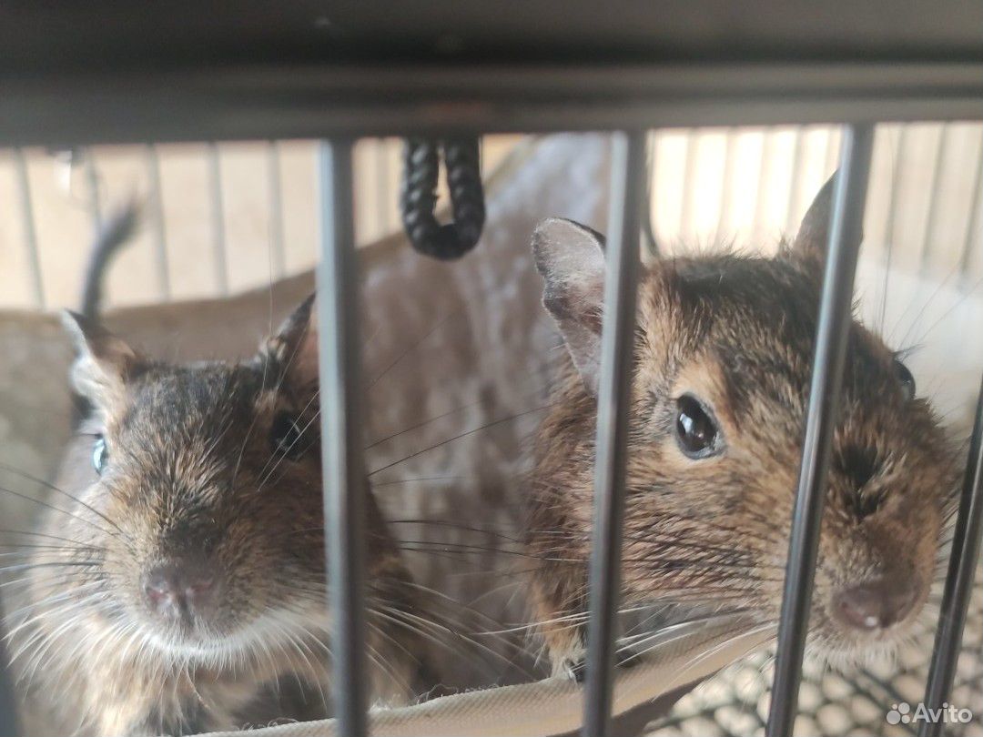 2 брата дегу (чилийская белка)