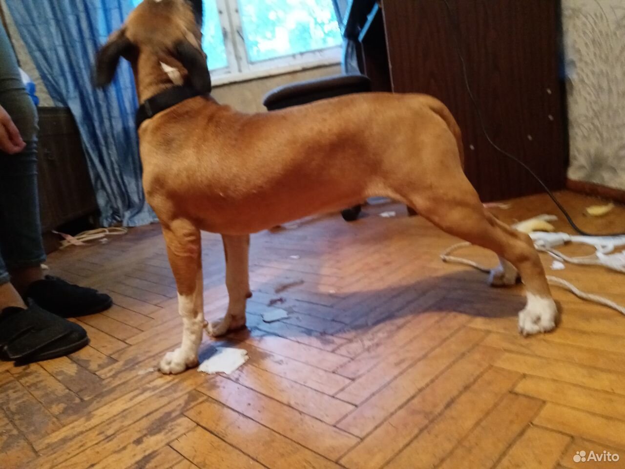 Отдам щенка стафорда