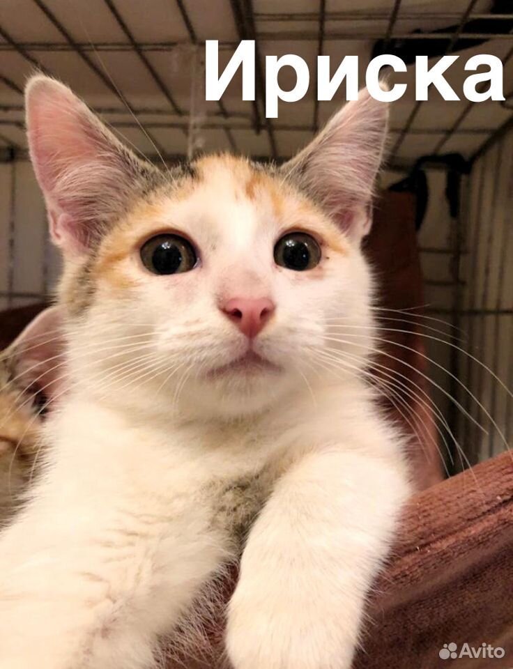 Котята в дар