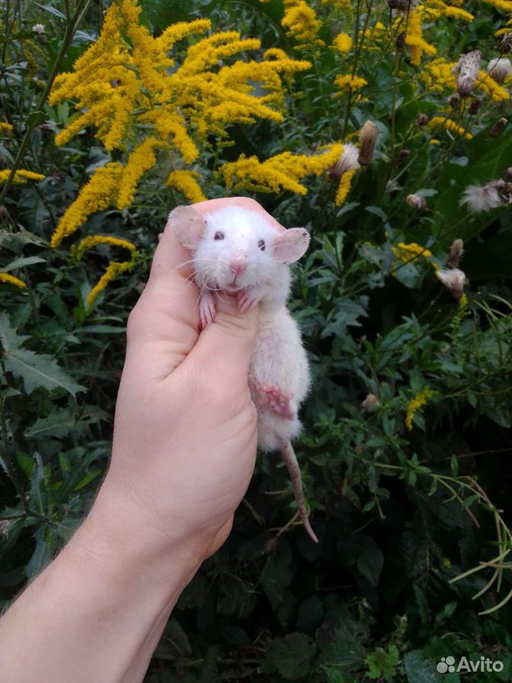 Крысята Дамбо, малыши ручные