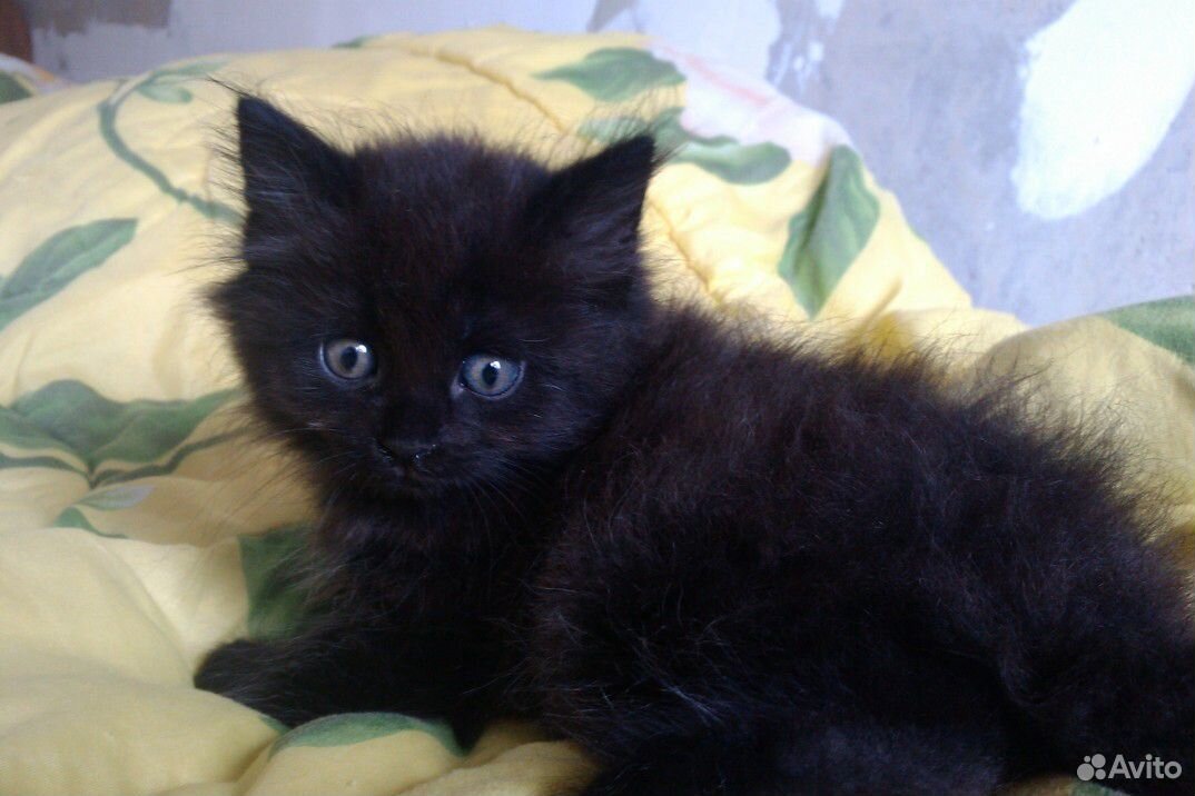 Котята от куна и сибирячки