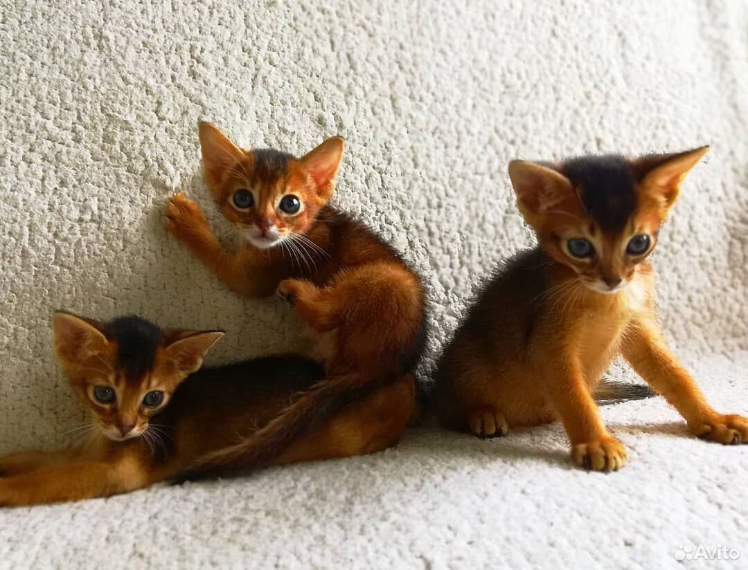 Абиссинская