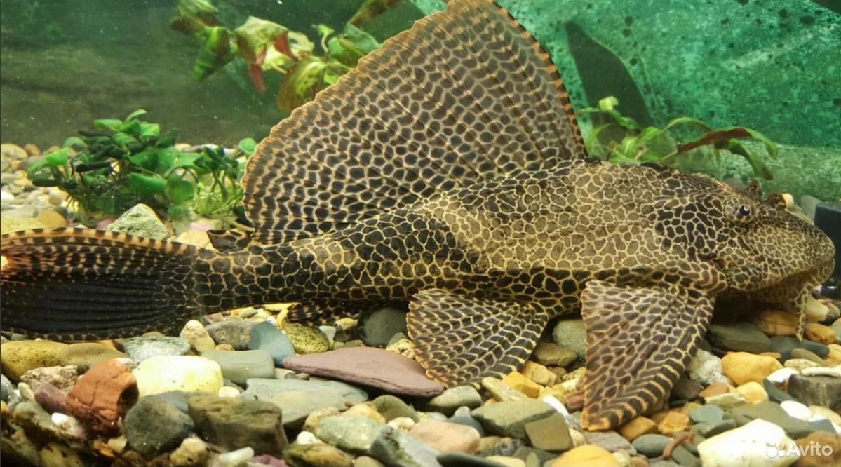 Аквариумный сомик птеригоплихт 35см