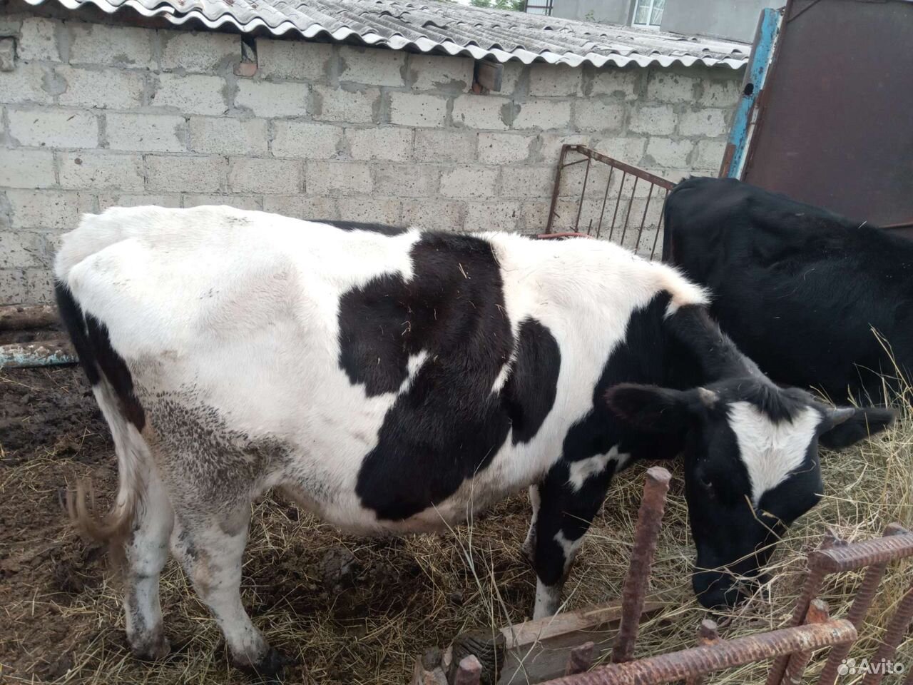 Телочки Домашние