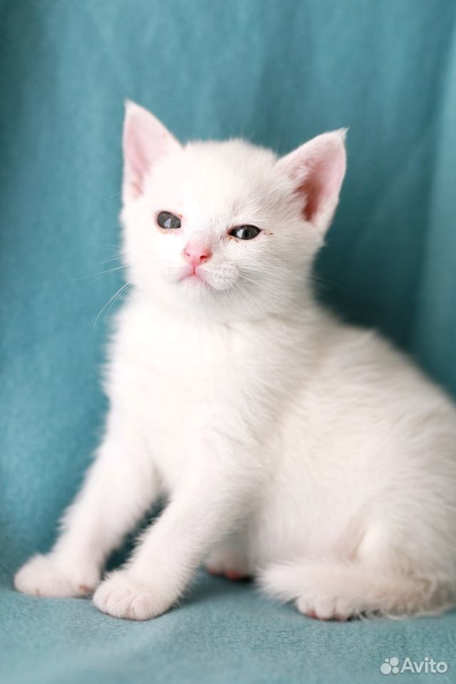 Белоснежным котятам ищем дом