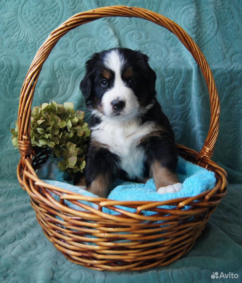 Щенки Бернского Зенненхунда