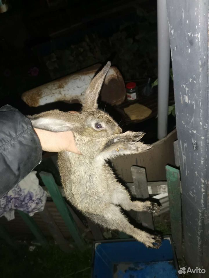 Отдам кролика