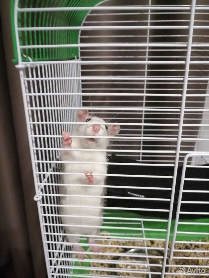 Крыса Дамбо