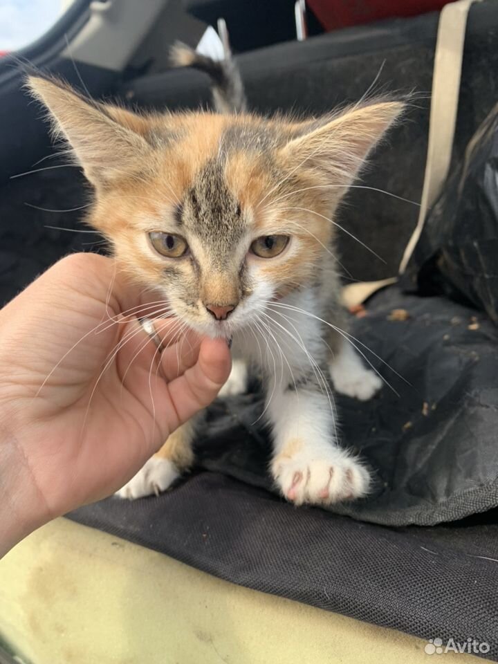 Малютка кошечка в добрые руки