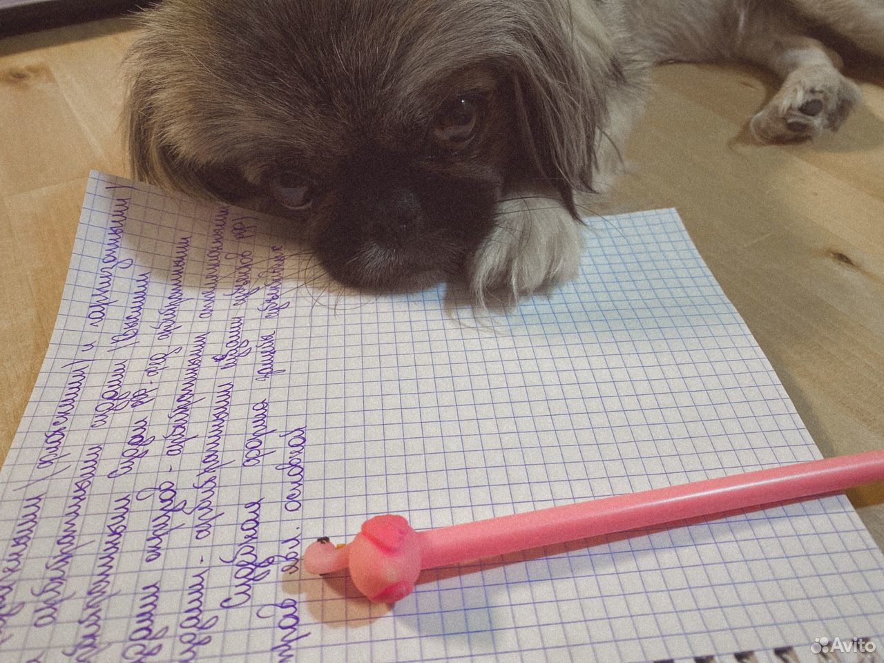 Вязка с девочкой,породой Пекинес