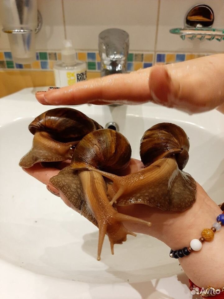 Ахатина Фулика