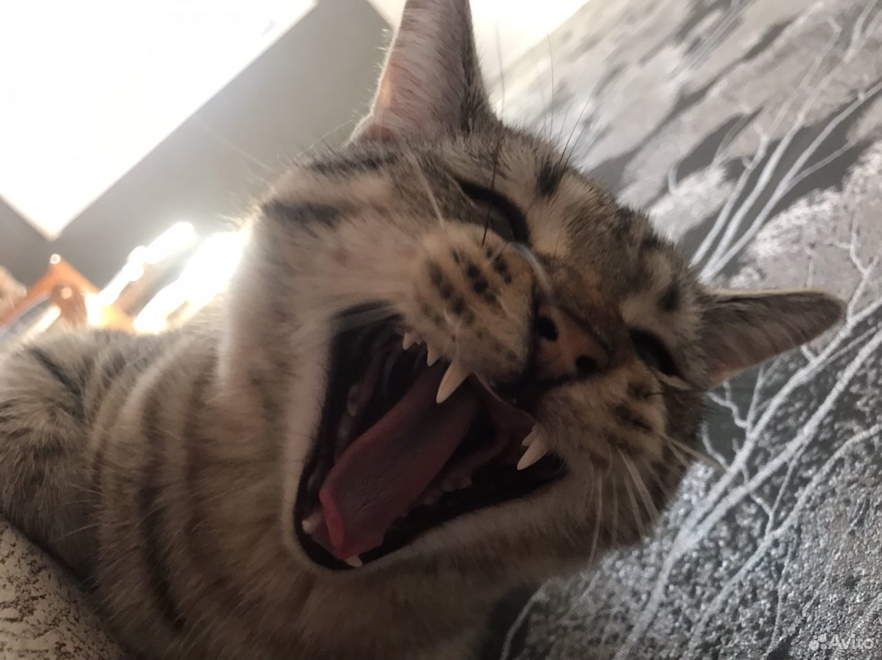 Полу британец полу дворняга 6 месяцев