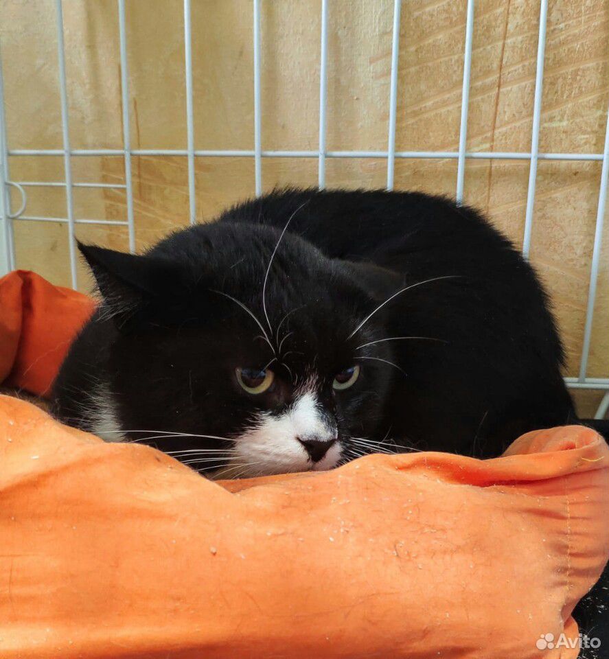 Британец Чарли