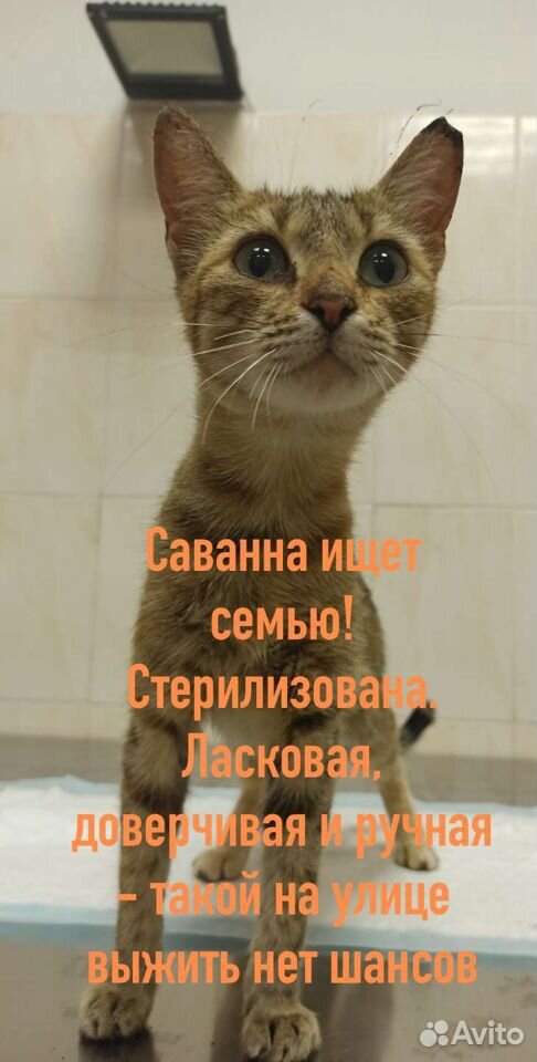 Кошка