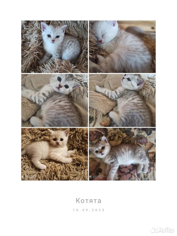 Шотландские котятки
