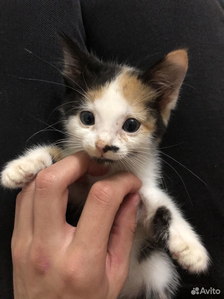 Котёнок Мелисса