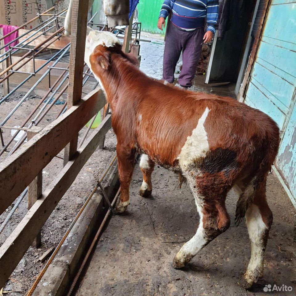 Бычек герефорд