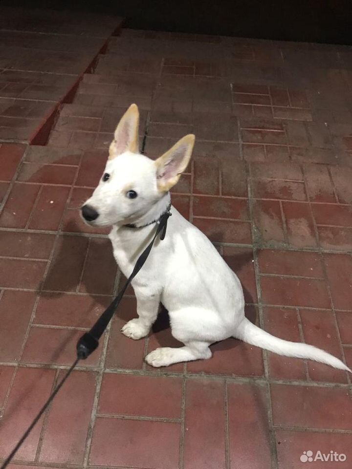 Ушастая девочка ищет дом