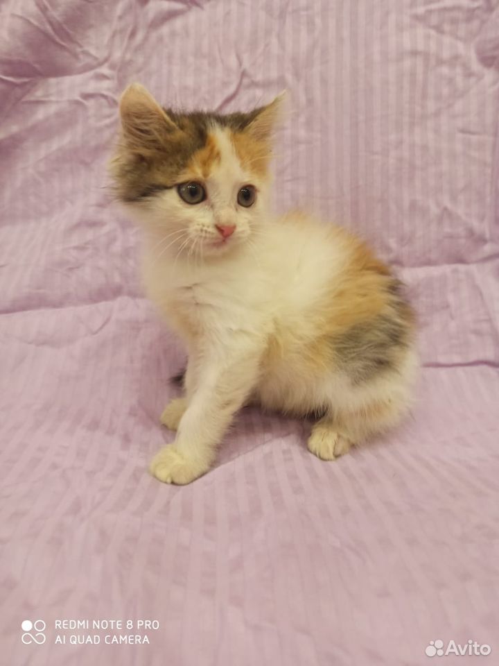 Трехцветная малышка, приносящая удачу