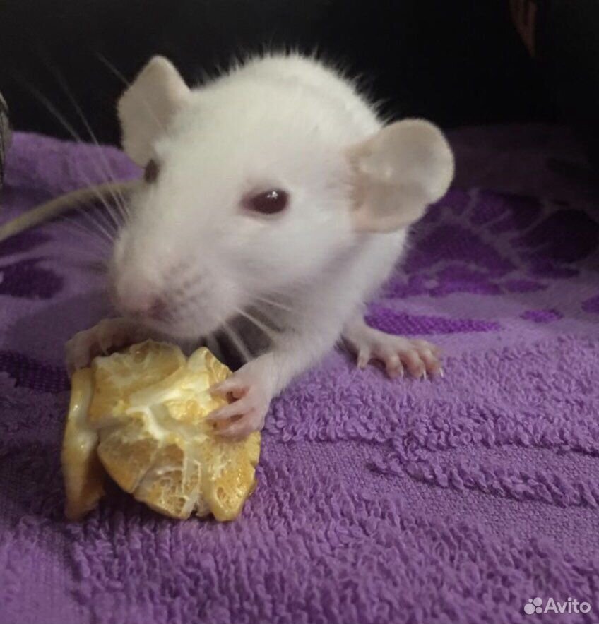 Крыса Дамбо