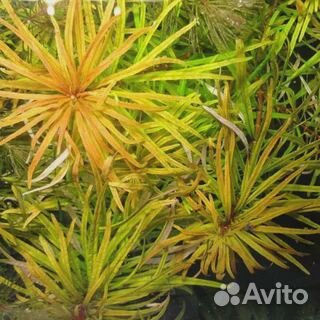 Людвигия кубинская (Ludwigia inclinata Cuba)