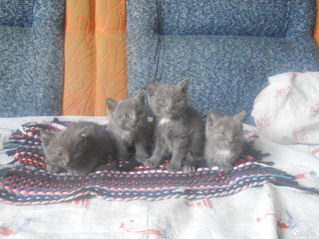 Серые котятки