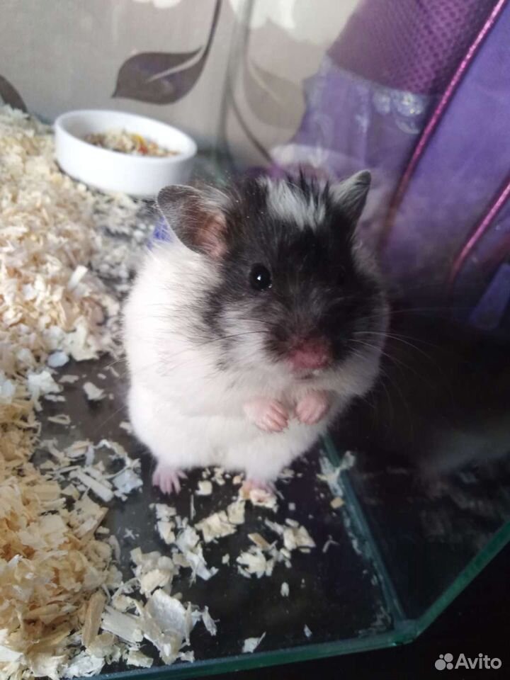 Сирийский хомяк