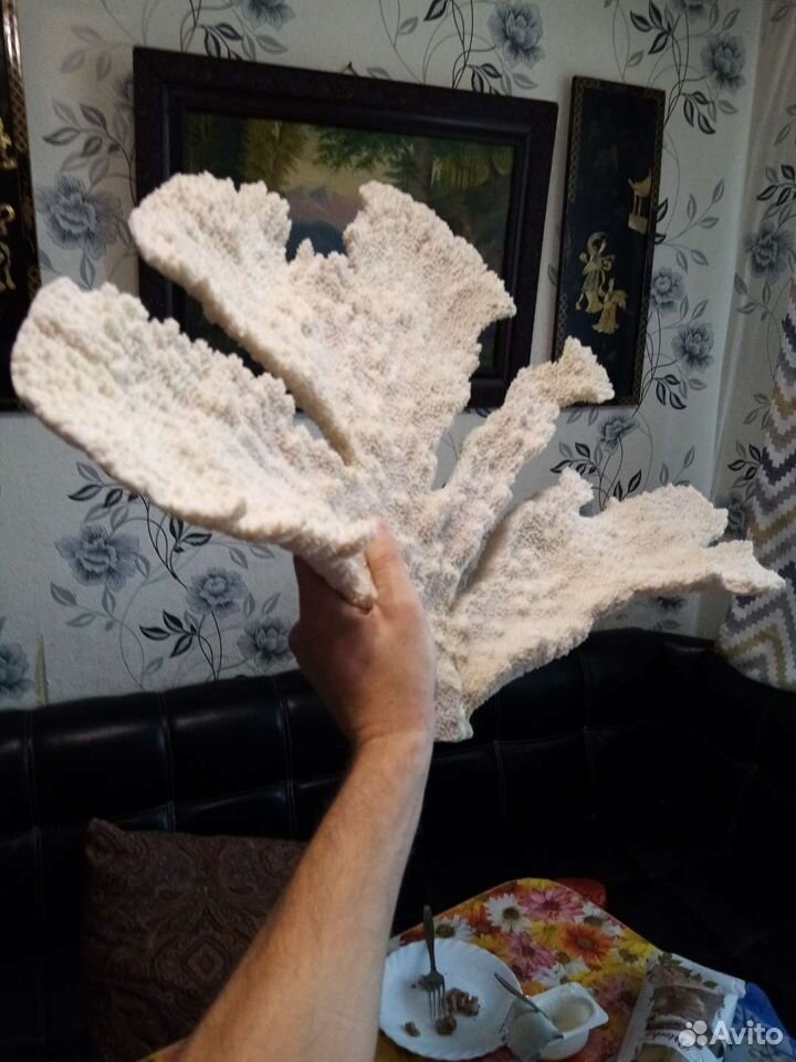 Коралл для аквариума огромный