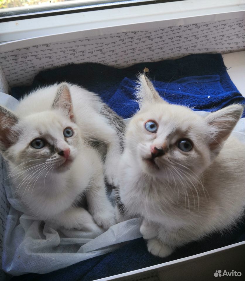 Кошечки-тайки полукровки в дар