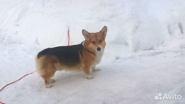 Вельш Корги Пемброк кобель Вязка