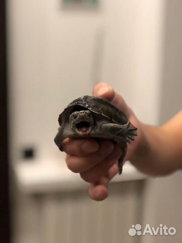 Мускусная черепаха