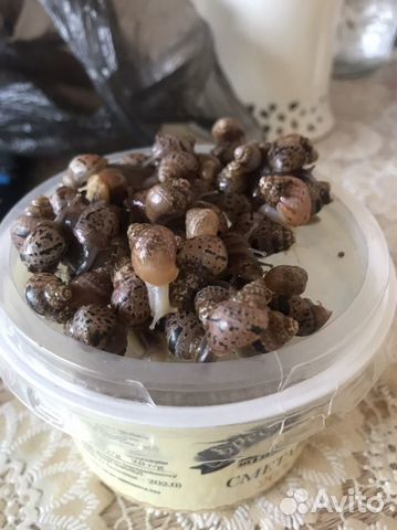 Улитки ахатины 5 месяцев